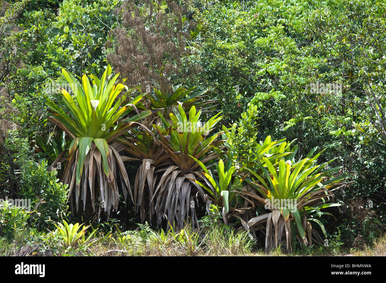 Giant Tank Bromeliad (Brocchinia micrantha) habitat Kaieteur National ...
