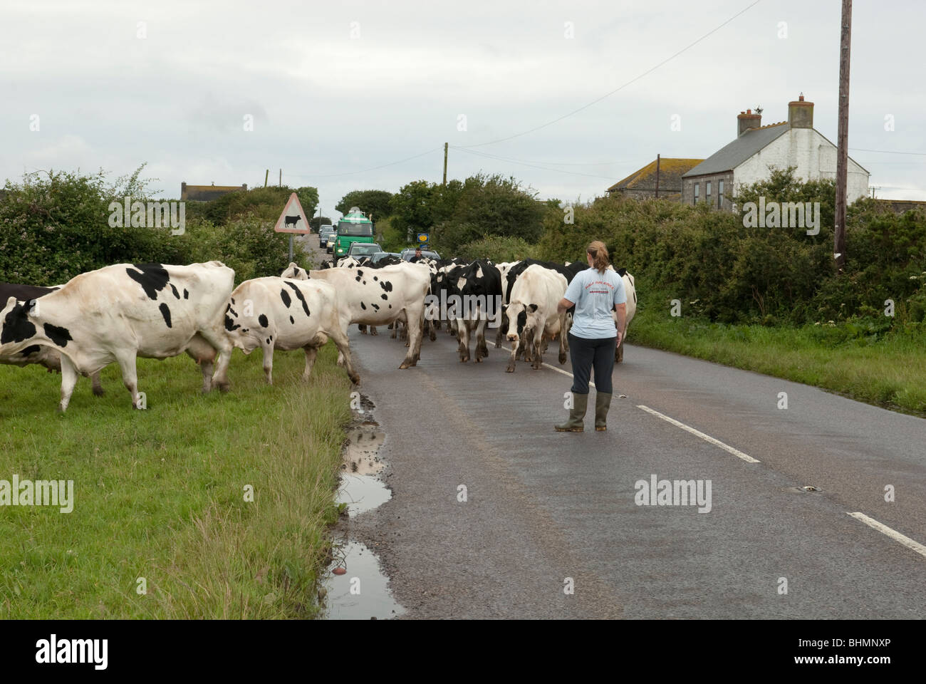 Herd of cows blocking road hi-res stock photography and images - Alamy