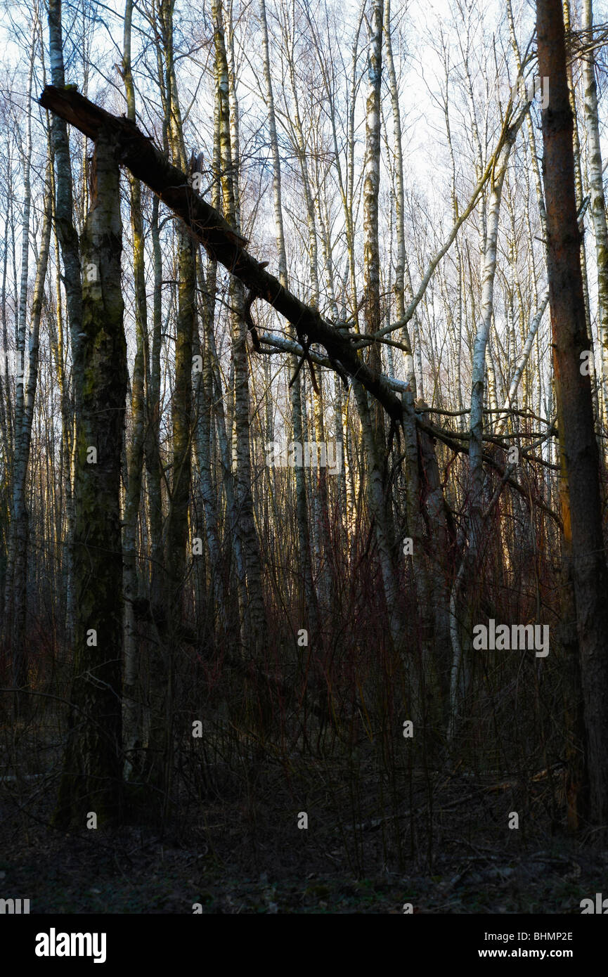 Russian forest, all seasons Stock Photo - Alamy
