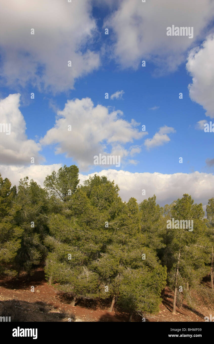 Israel, Southern Hebron Mountain, Yatir forest Stock Photo - Alamy