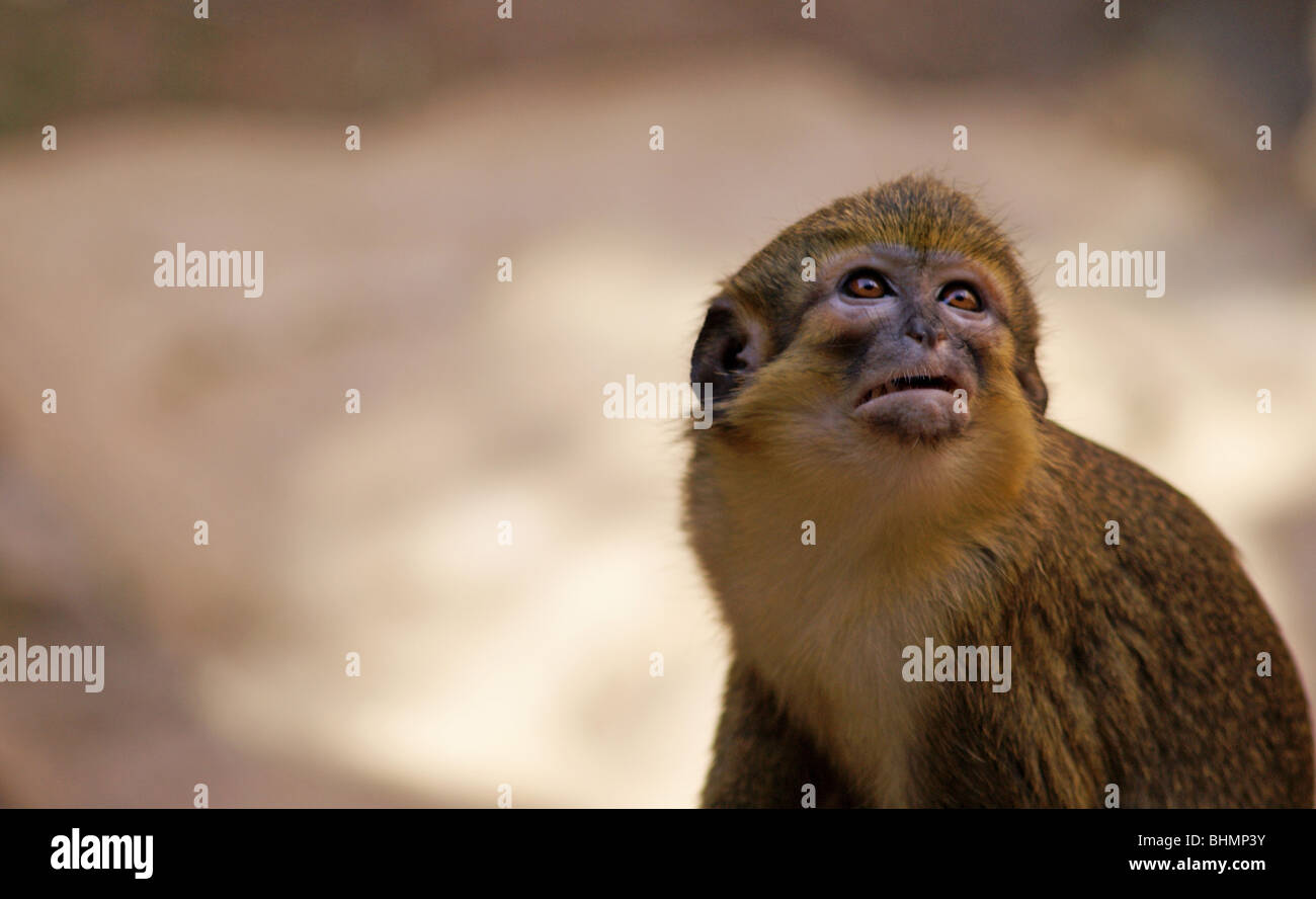 SMALL GABON TALAPOIN MONKEY LOOKING UPWARD Stock Photo - Alamy