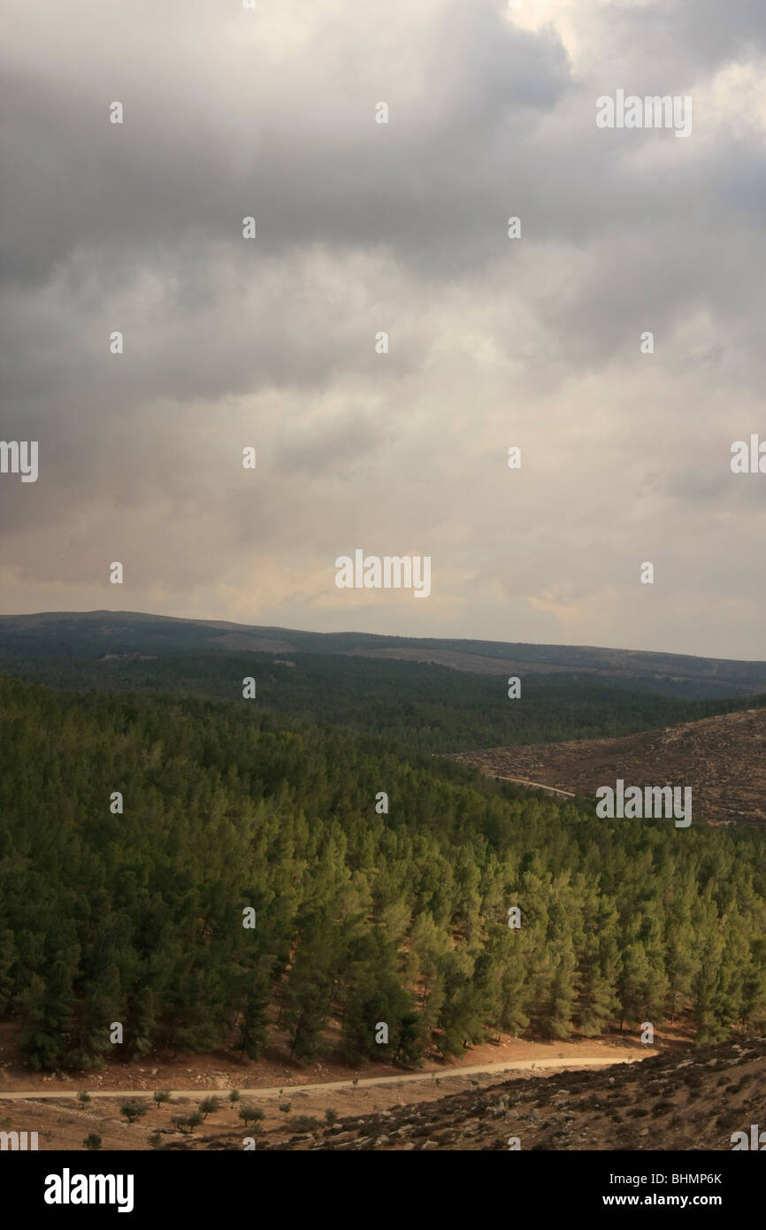 Israel, Southern Hebron Mountain, Yatir Forest Stock Photo - Alamy