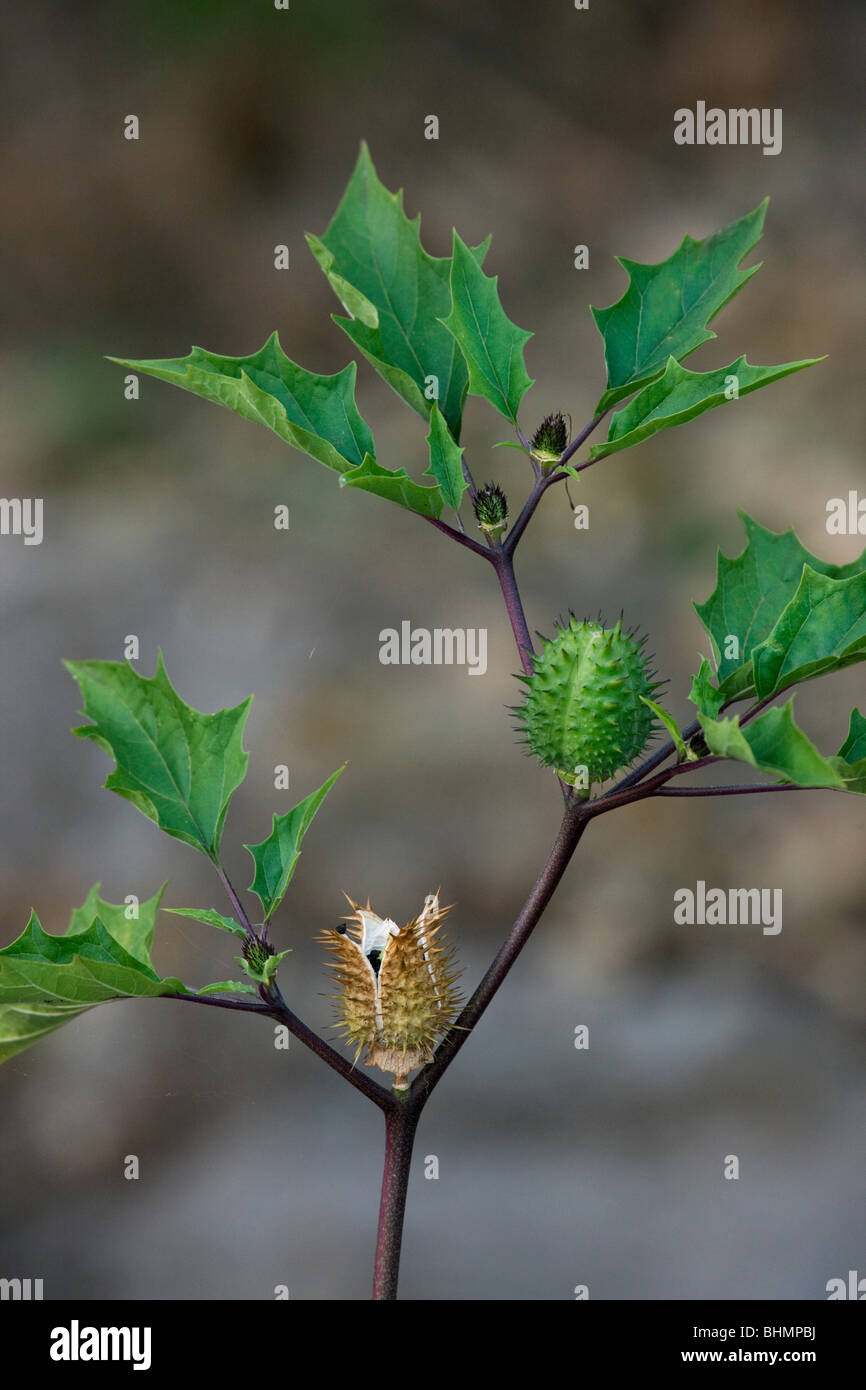 Thorn Apple / Jimson Weed / Datura (Datura stramonium) open spiny ...