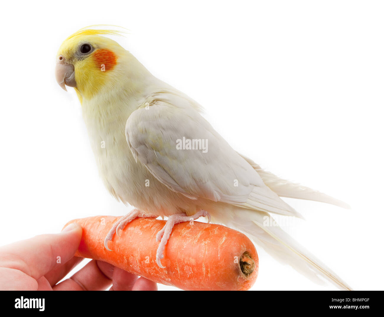 Cockatoo Parrot, or Quarrion, or Weero (Nymphicus hollandicus) in ...