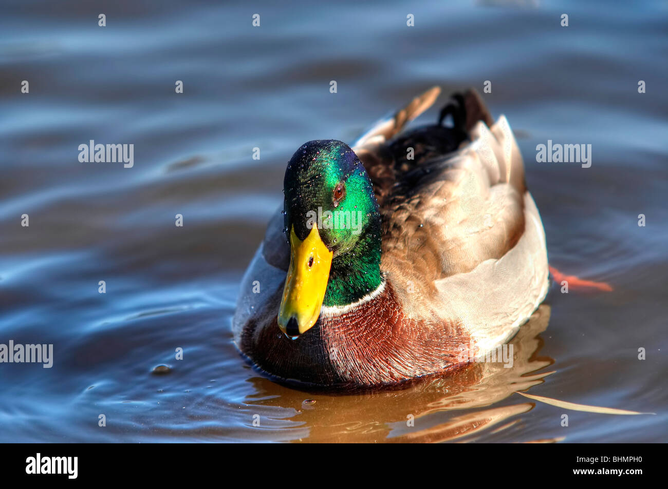 wild duck - mallard - floating on the water Stock Photo - Alamy