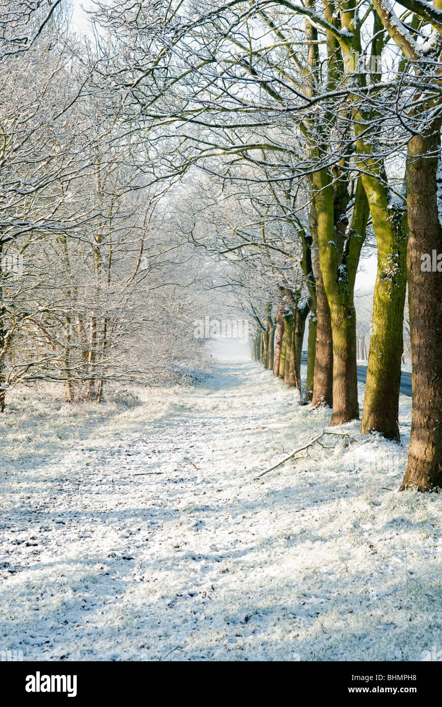 Tree boulevard hi-res stock photography and images - Alamy