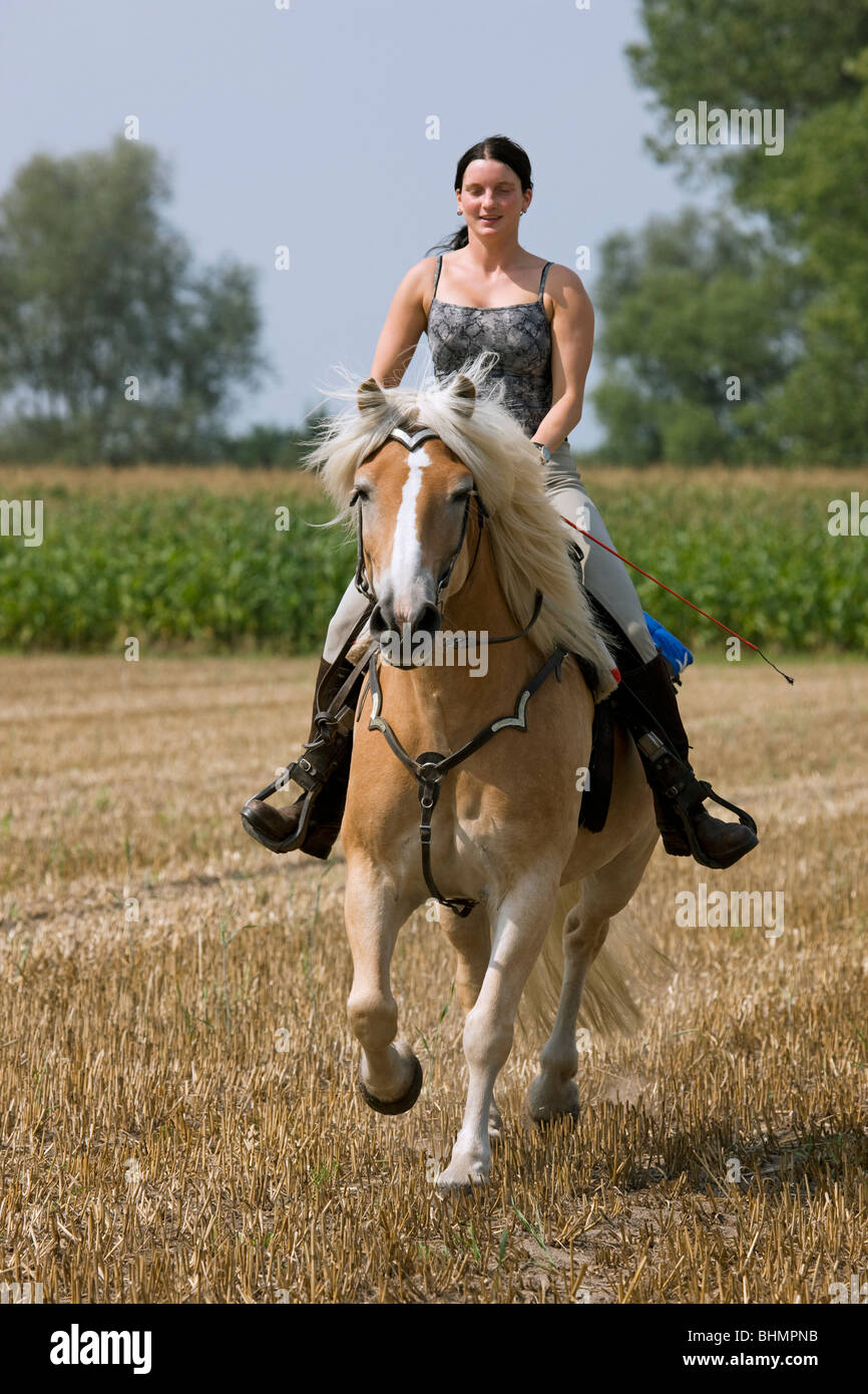 Girl riding a Haflinger / Avelignese horse (Equus caballus) in field ...