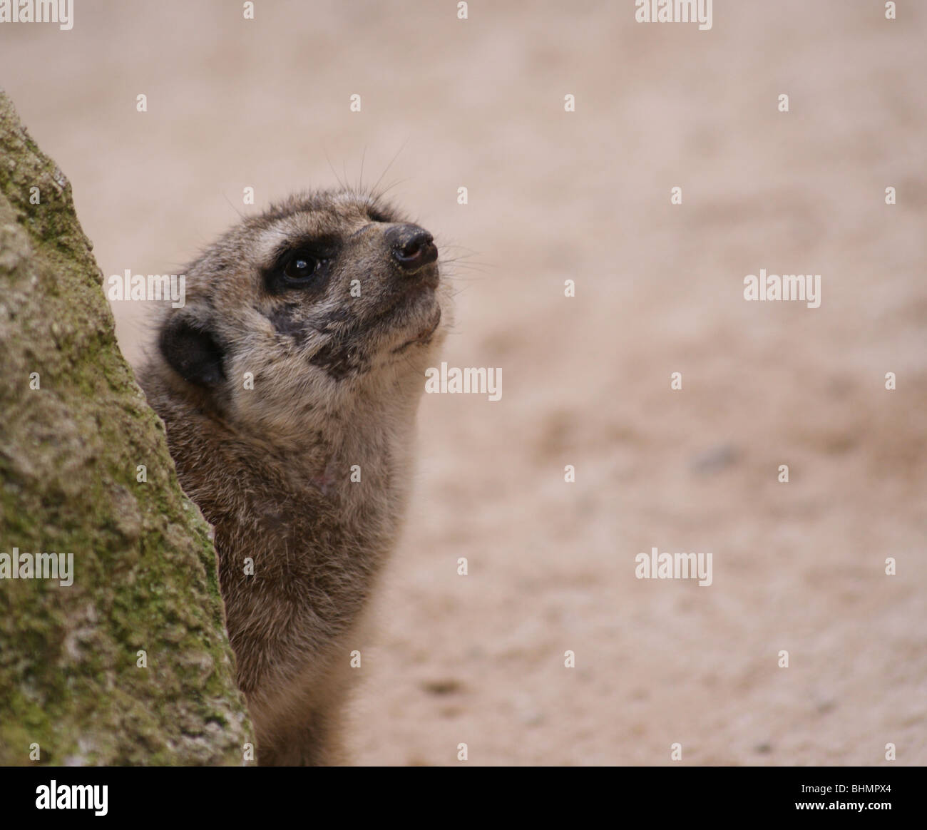 Inquisitive Meercat Animal in a Zoo Stock Photo - Alamy