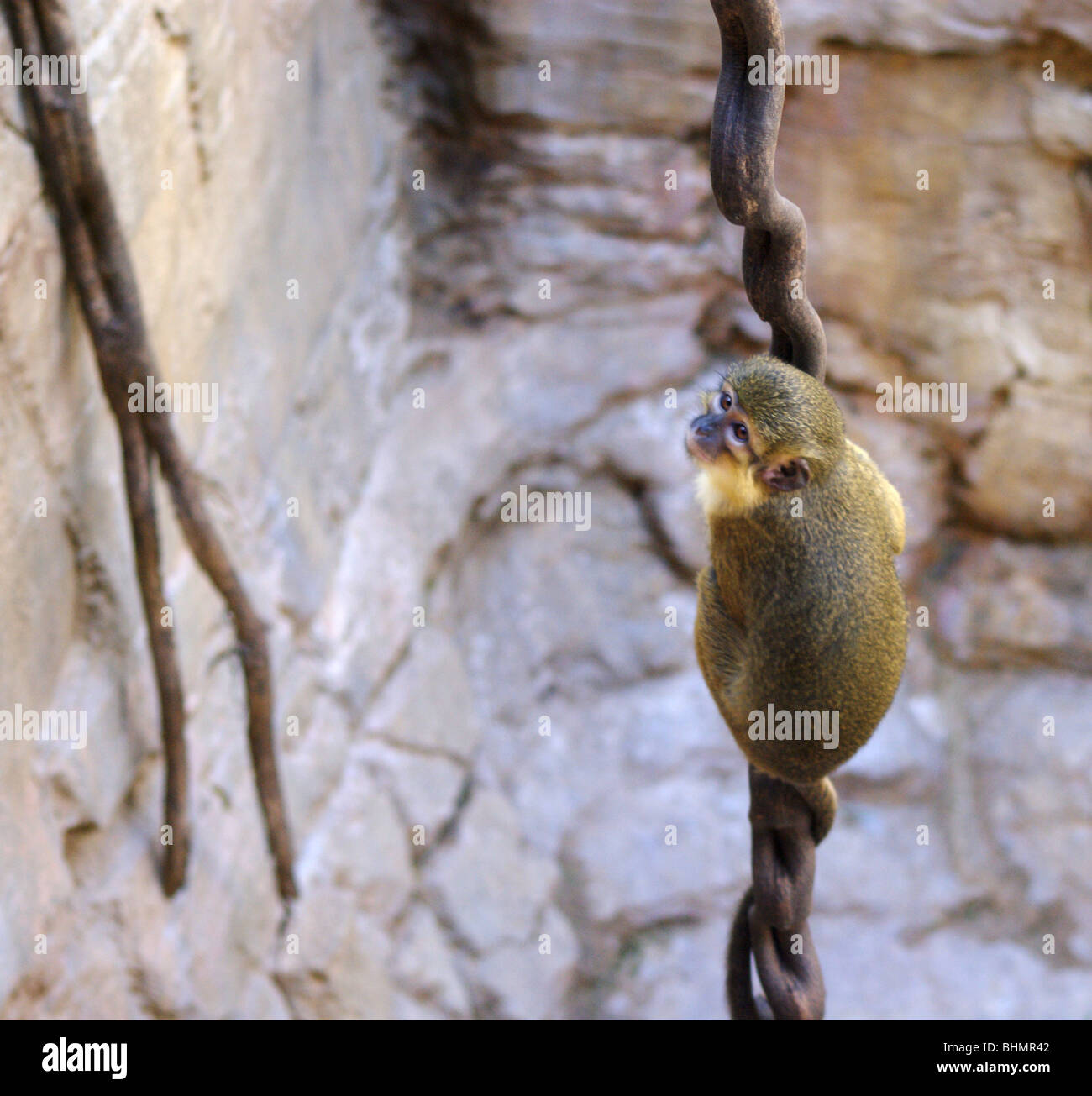 SMALL ZOO GABON MONKEY ON ROPE Stock Photo - Alamy