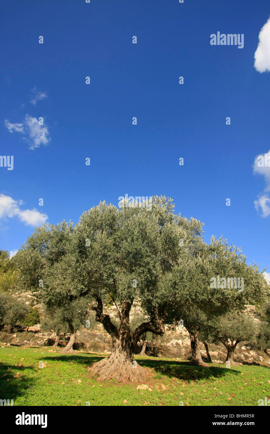 Israel, Jerusalem mountains, Olive grove on Mount Eitan Stock Photo - Alamy
