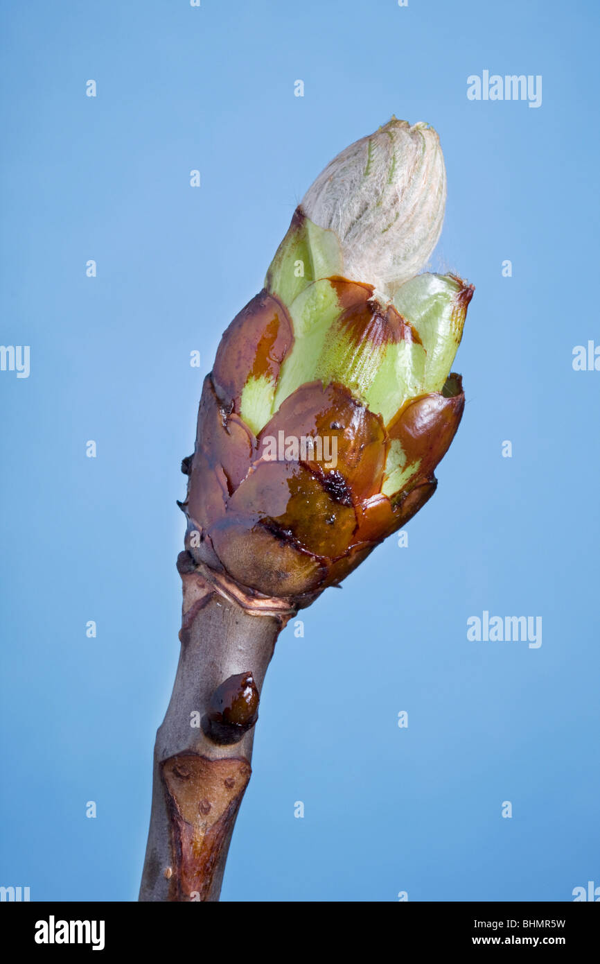 Horse-chestnut / Conker tree (Aesculus hippocastanum) bud with leaf ...
