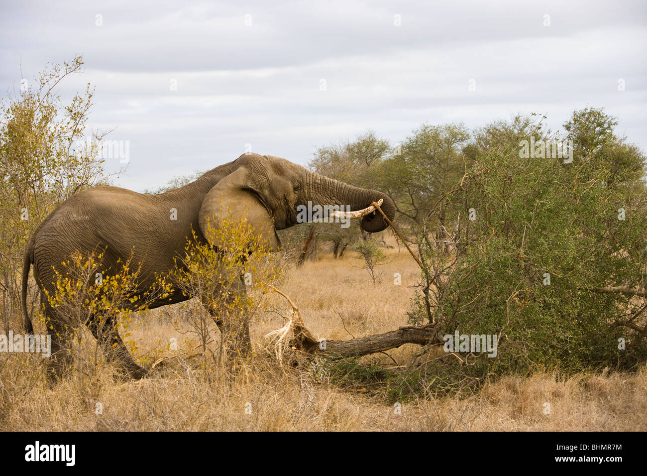 African elephant pulling tree hi-res stock photography and images - Alamy