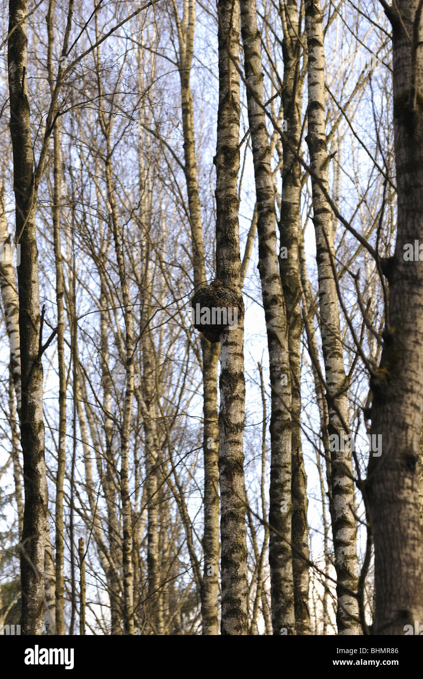 Russian forest, all seasons Stock Photo - Alamy