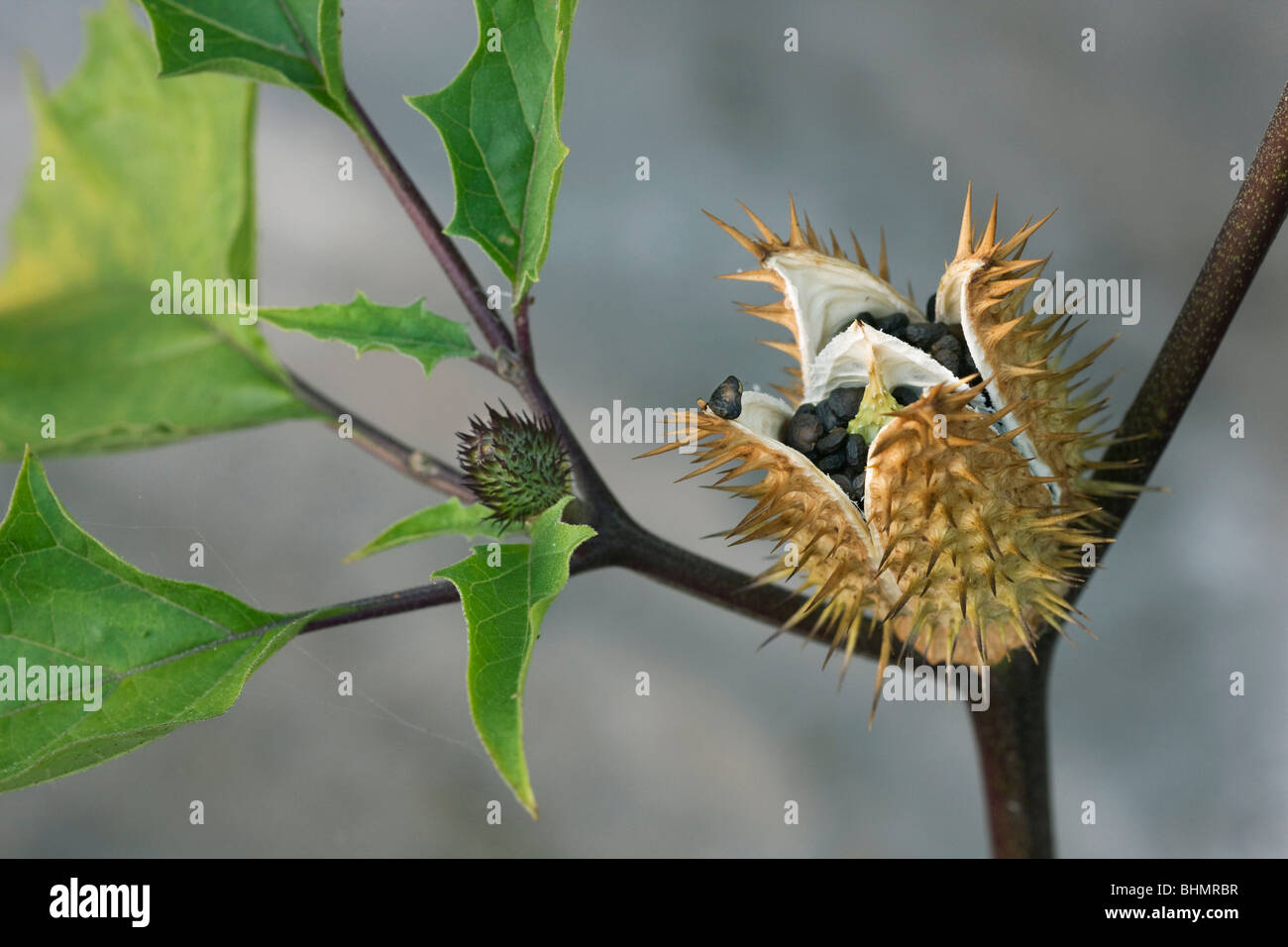 Thorn Apple / Jimson Weed / Datura (Datura stramonium) open spiny ...