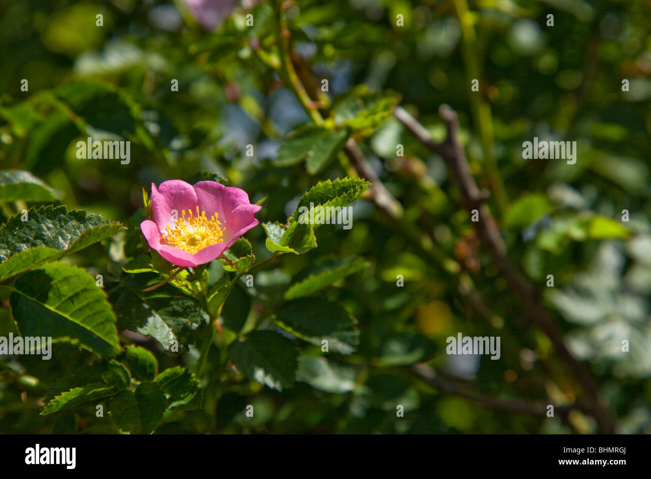 Hedge rose hi-res stock photography and images - Alamy