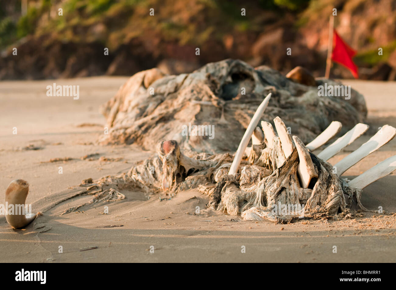 Whale carcus hi-res stock photography and images - Alamy