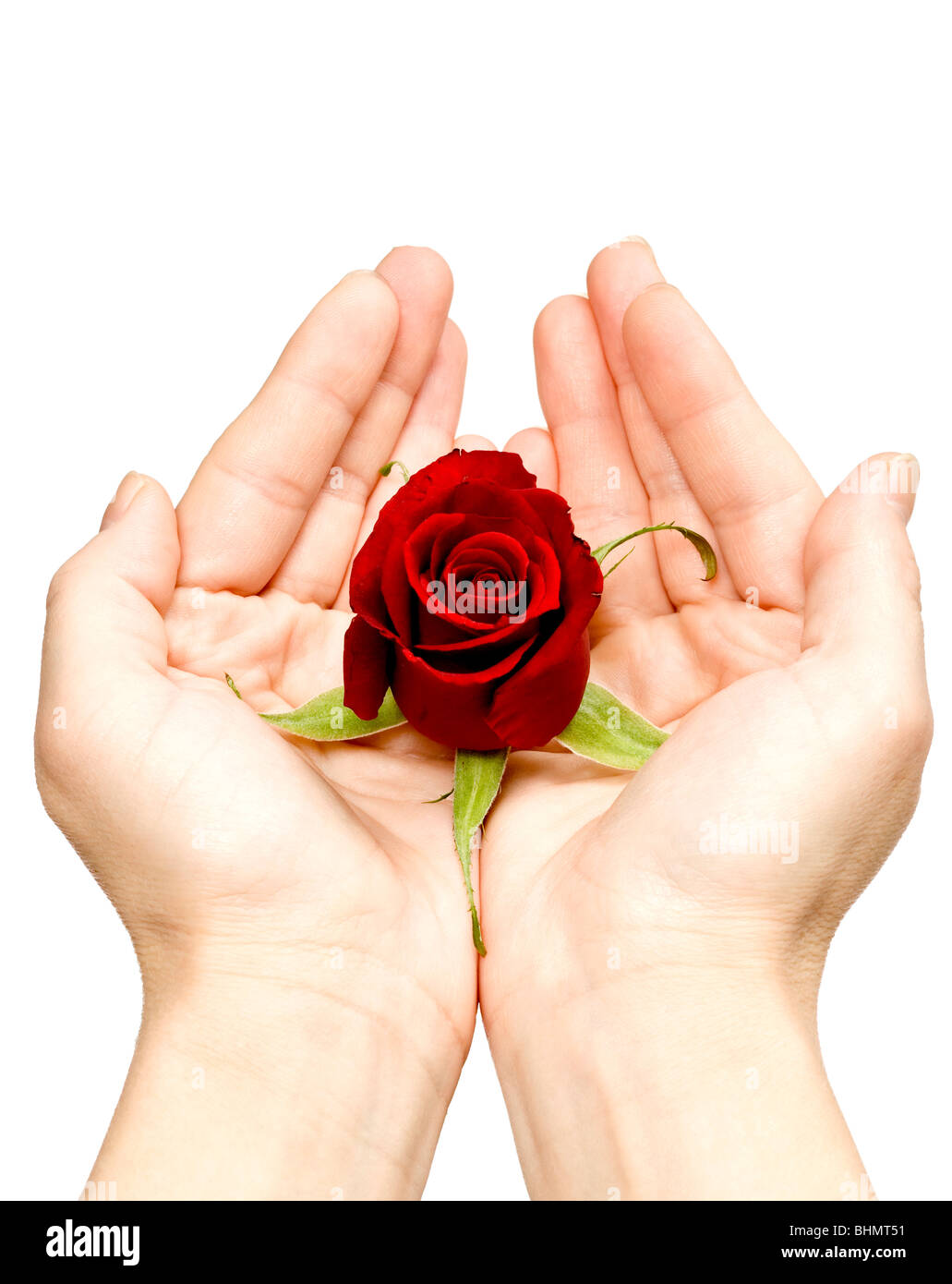 Holding and protecting small red rose in to hands Stock Photo - Alamy