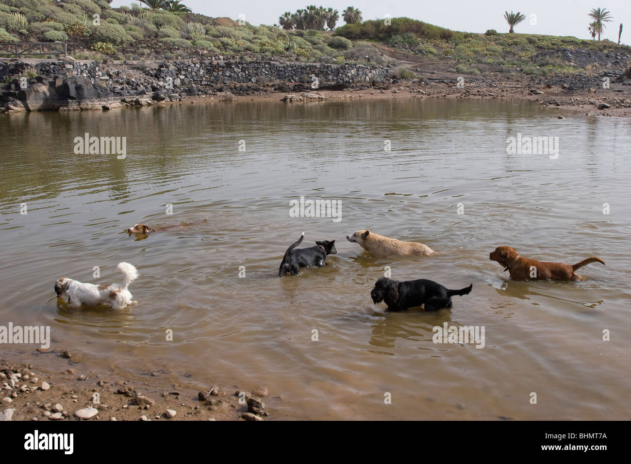 Water rescue dogs hi-res stock photography and images - Alamy