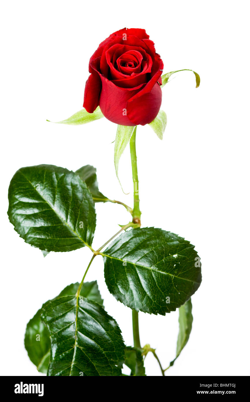 Rose portrait isolated on white background Stock Photo - Alamy