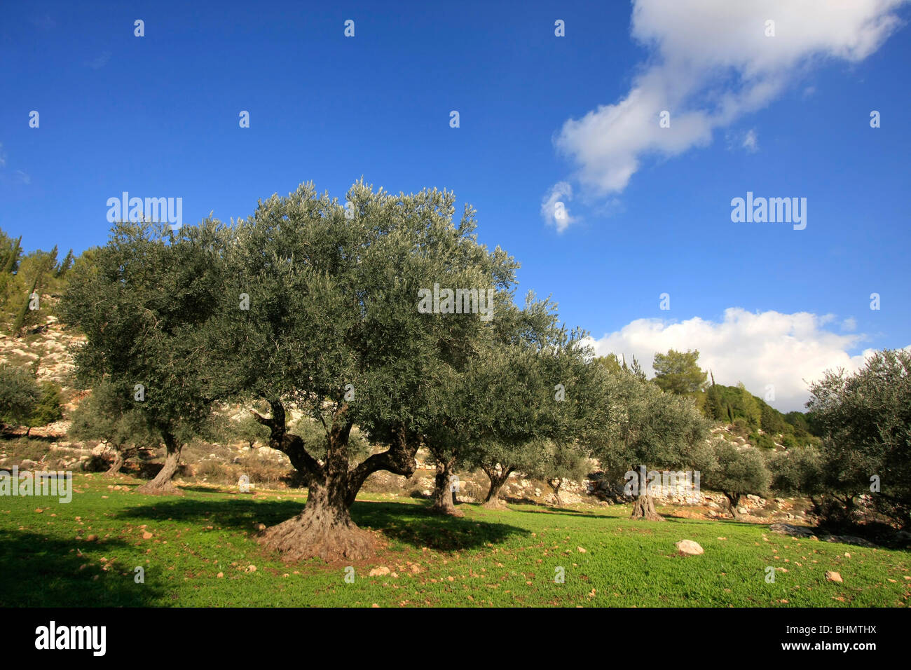 Israel, Jerusalem mountains, Olive grove on Mount Eitan Stock Photo - Alamy