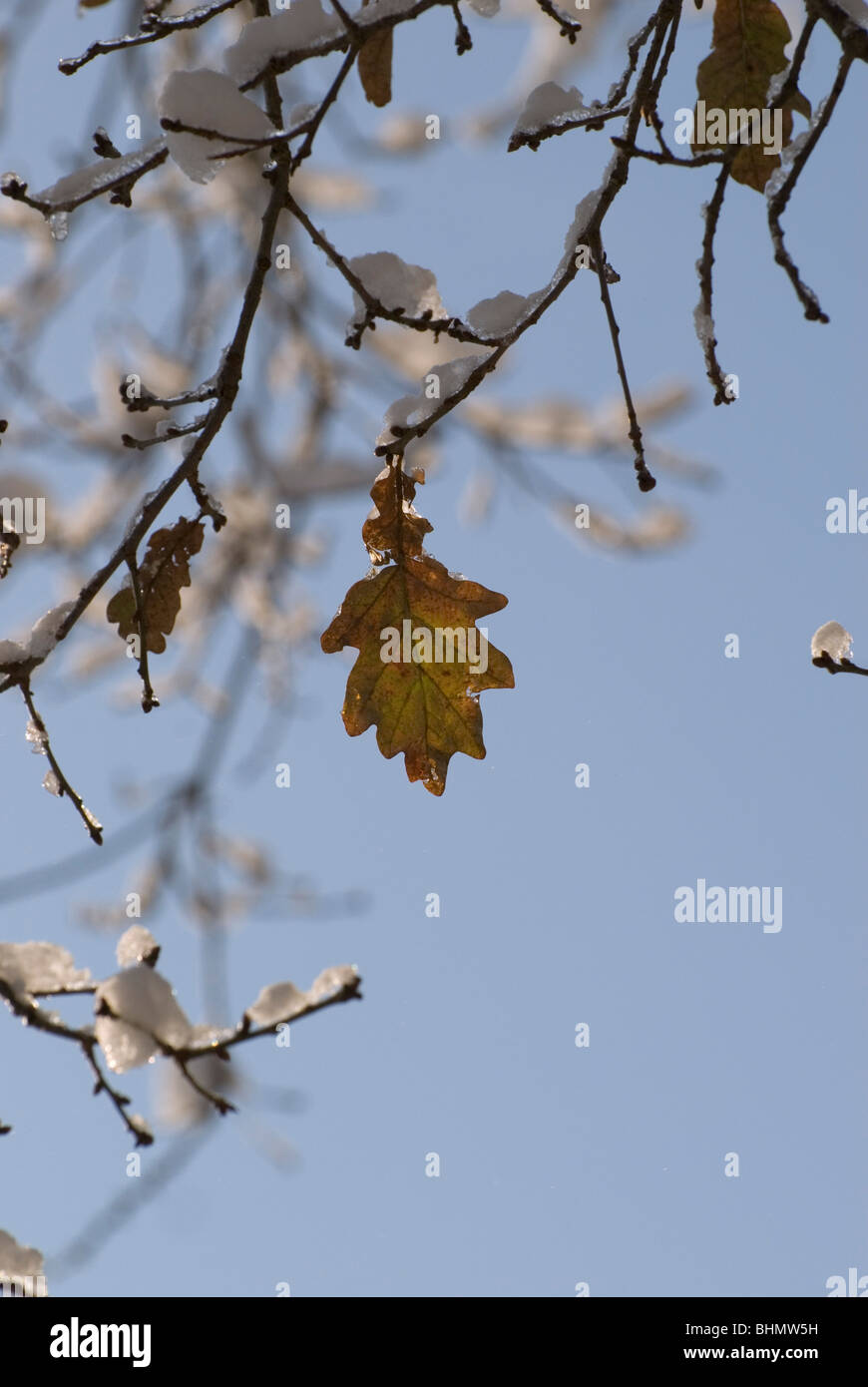 Single leaf oak hi-res stock photography and images - Alamy