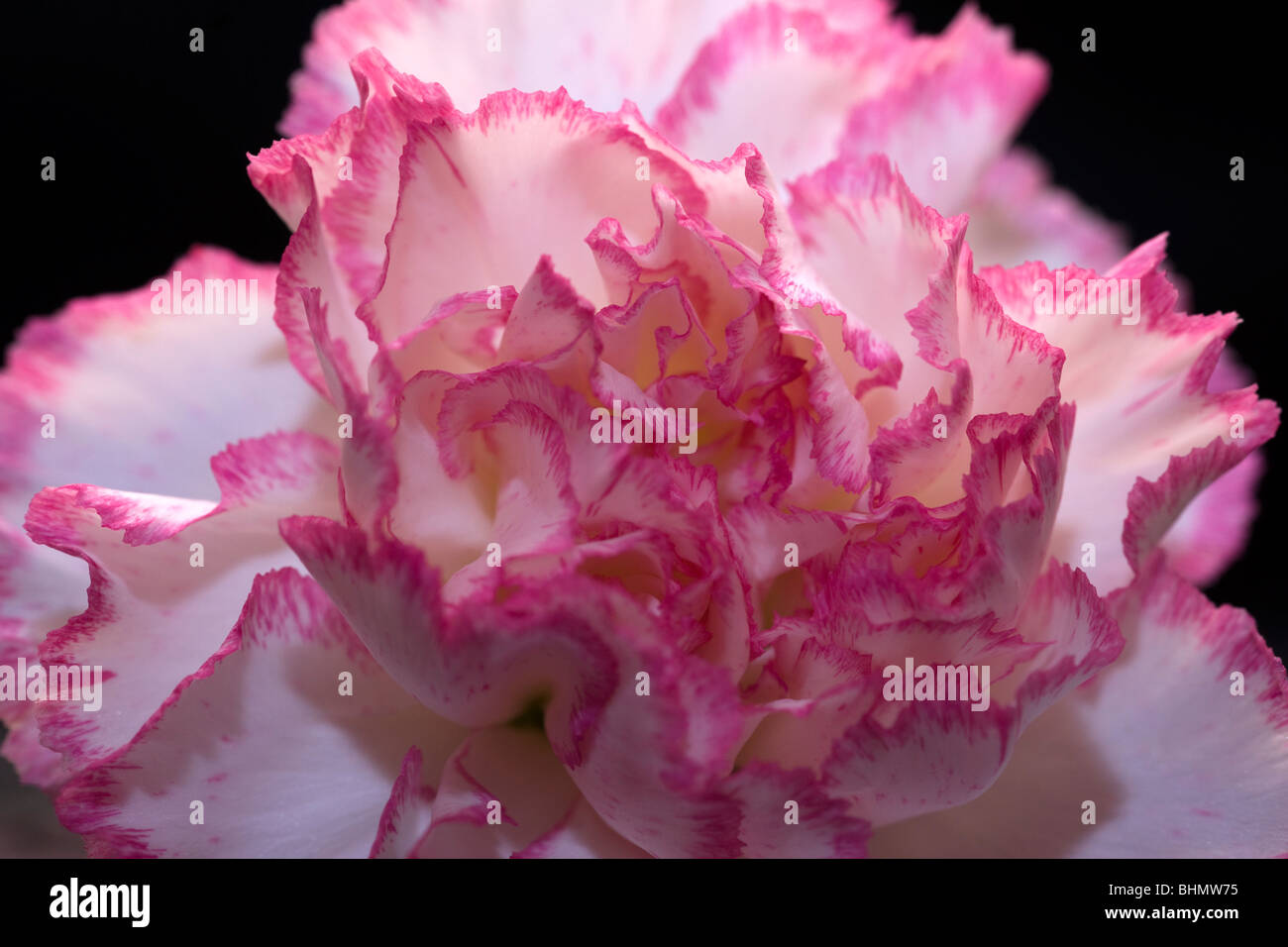 Carnation button hi-res stock photography and images - Alamy