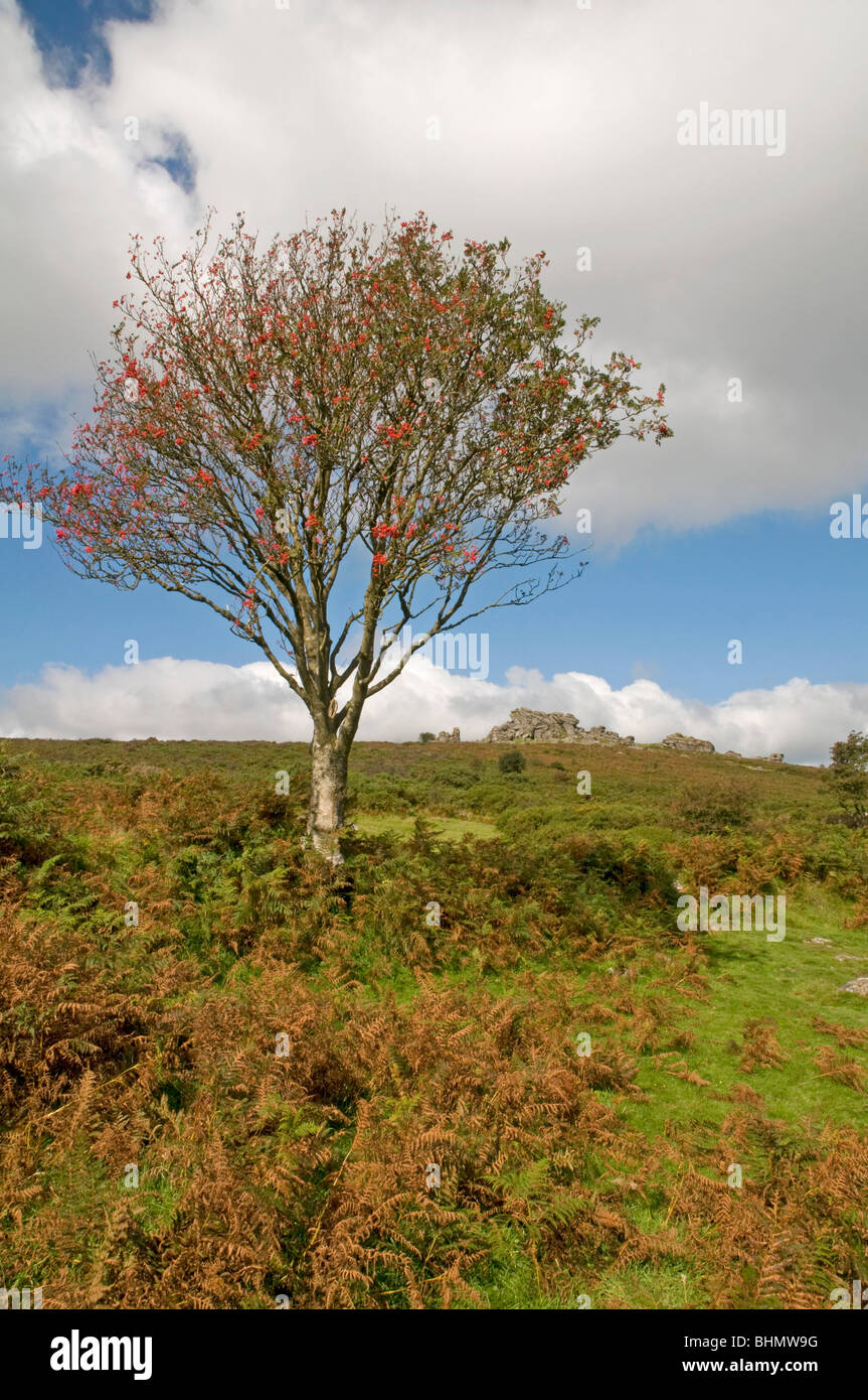 Hound tor dartmoor boulders moor hi-res stock photography and images ...