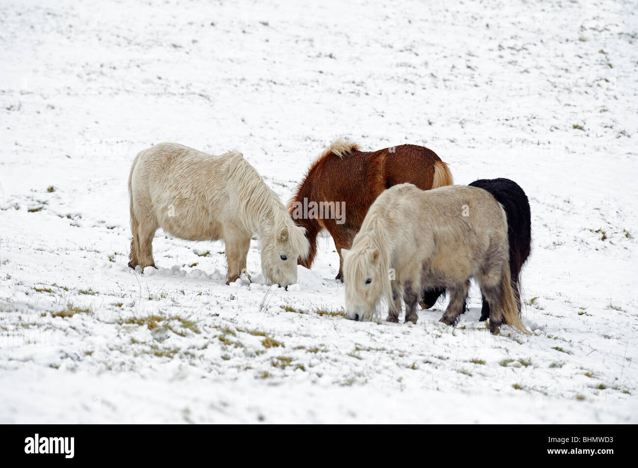 Shetland ponies hi-res stock photography and images - Alamy