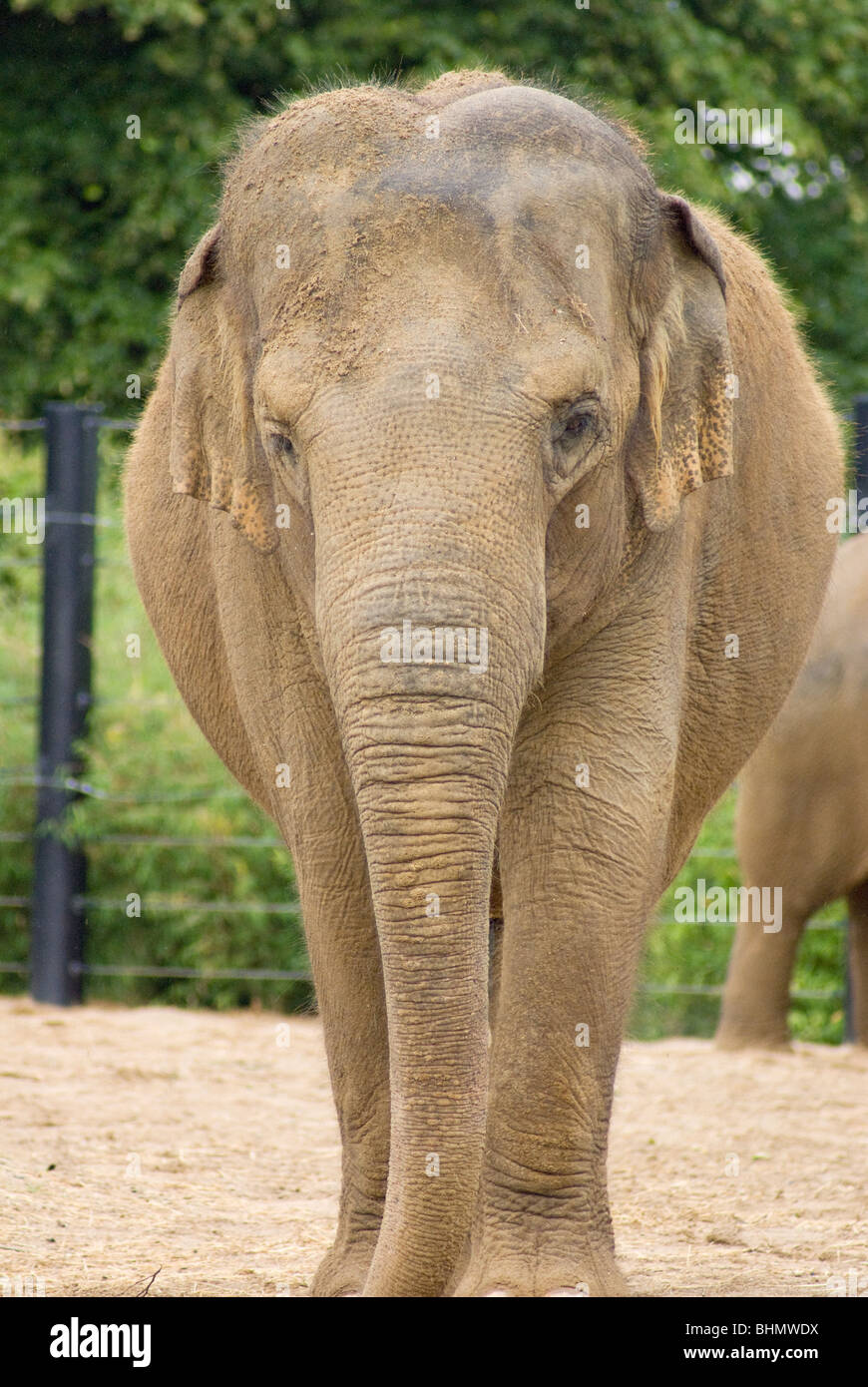 An Asian Elephant Stock Photo - Alamy