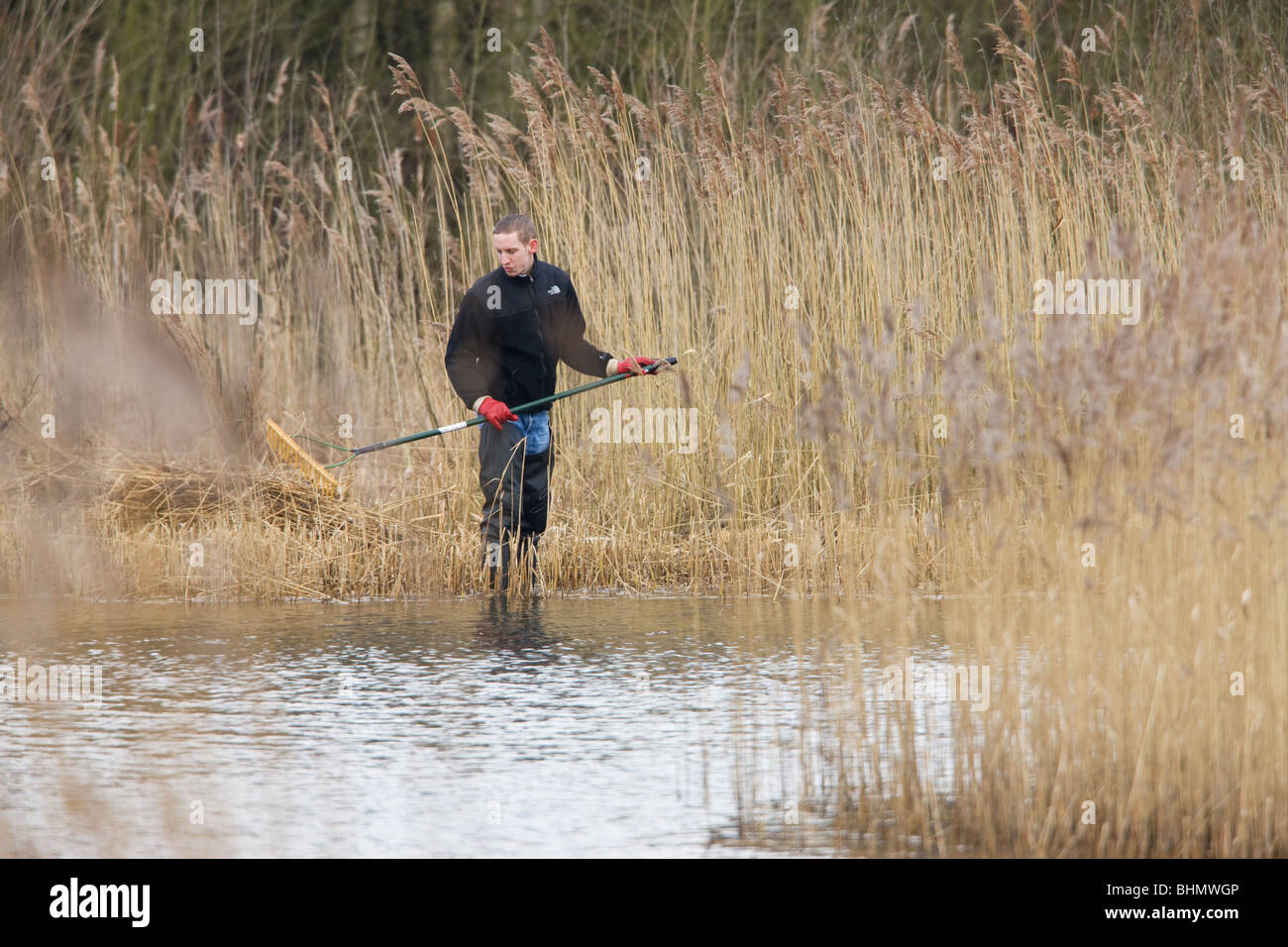 Cut reed bed hi-res stock photography and images - Alamy