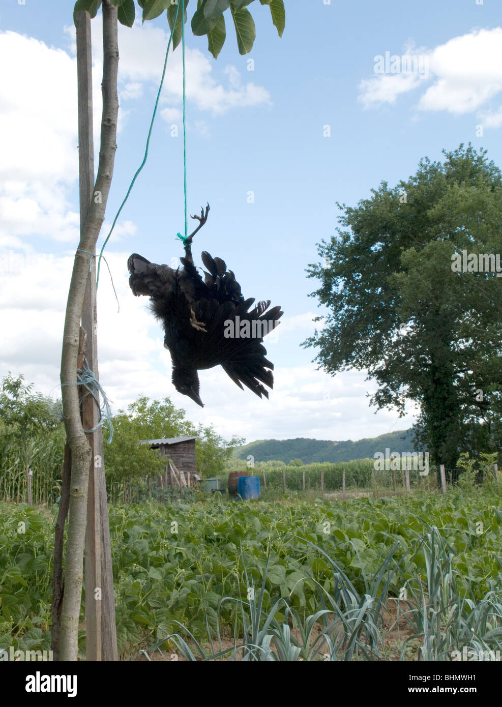 Small Scarecrow High Resolution Stock Photography and Images - Alamy