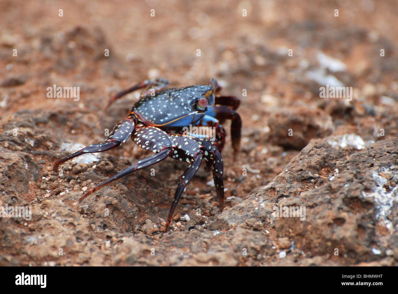 Young Sally Lightfoot crab dancing over the rocks Stock Photo - Alamy