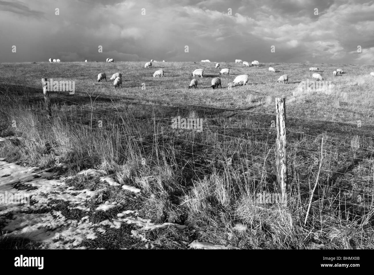 Sheep in frozen field hi-res stock photography and images - Alamy