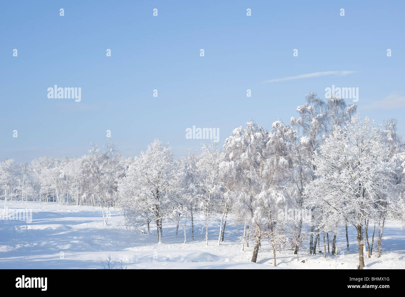 snowy trees ashdown forest Stock Photo - Alamy