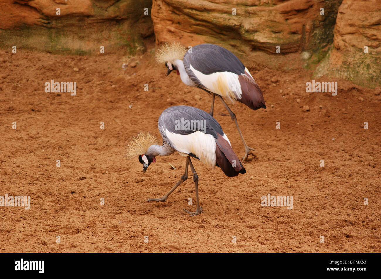 Rare cranes hi-res stock photography and images - Alamy