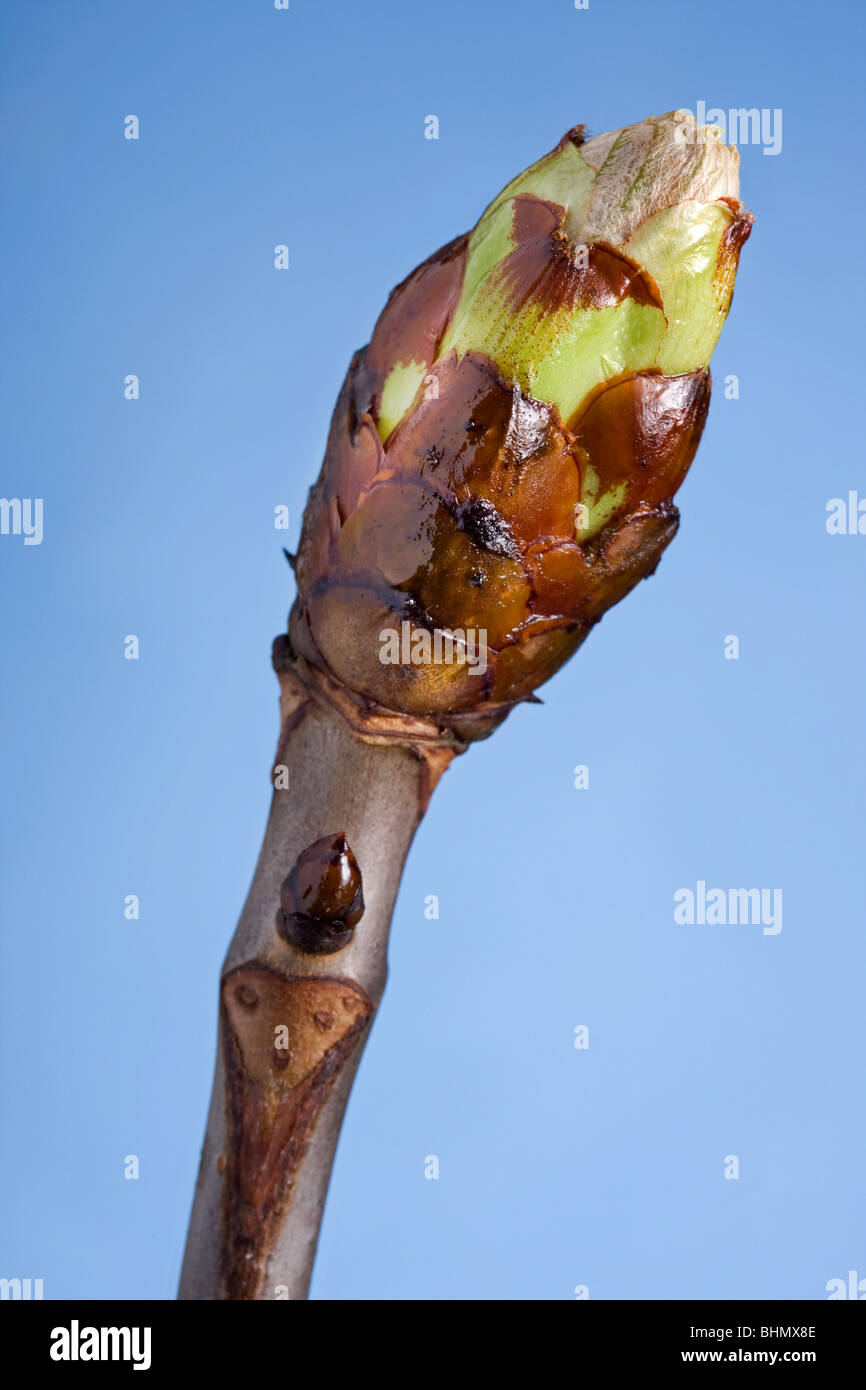 Horse-chestnut / Conker tree (Aesculus hippocastanum) bud, Belgium ...