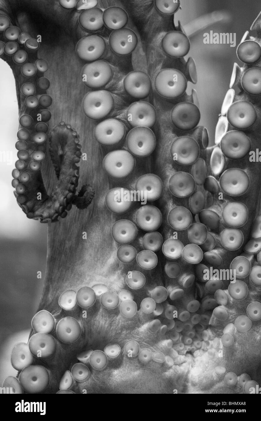 Underside of an octopus Stock Photo - Alamy