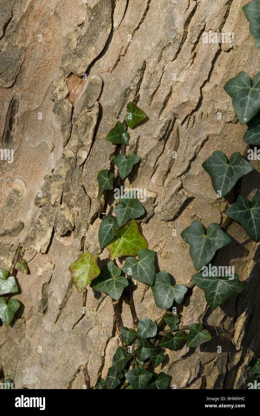 Ivy growing up tree bark Stock Photo - Alamy