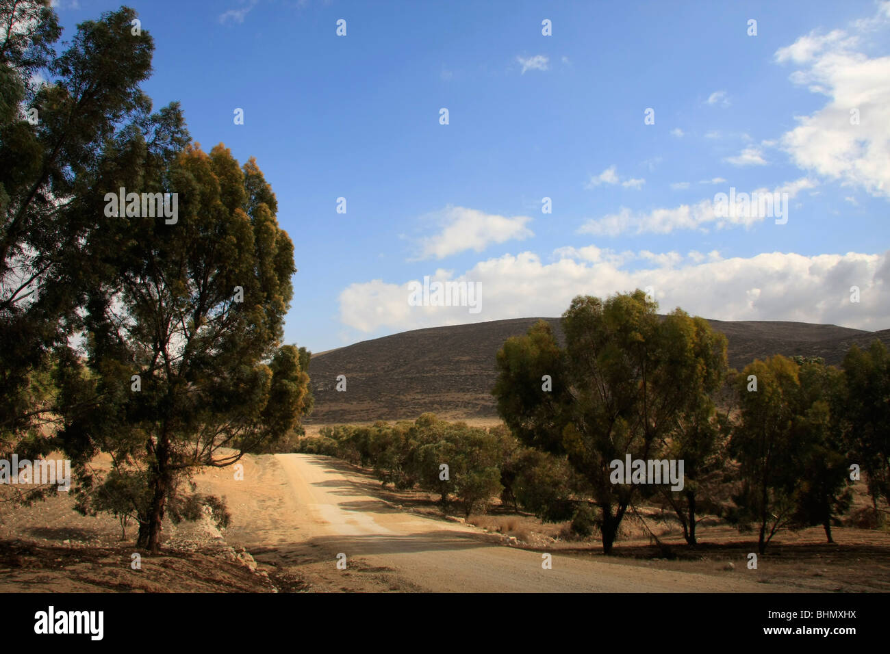 Yatir forest hi-res stock photography and images - Alamy