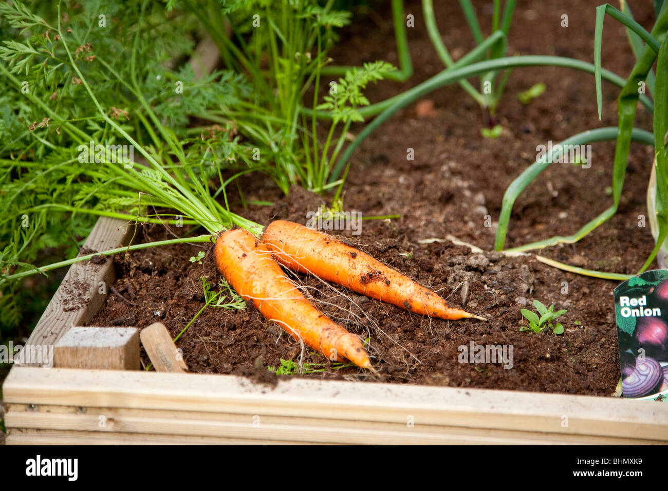 Carrots pulled out ground in hi-res stock photography and images - Alamy