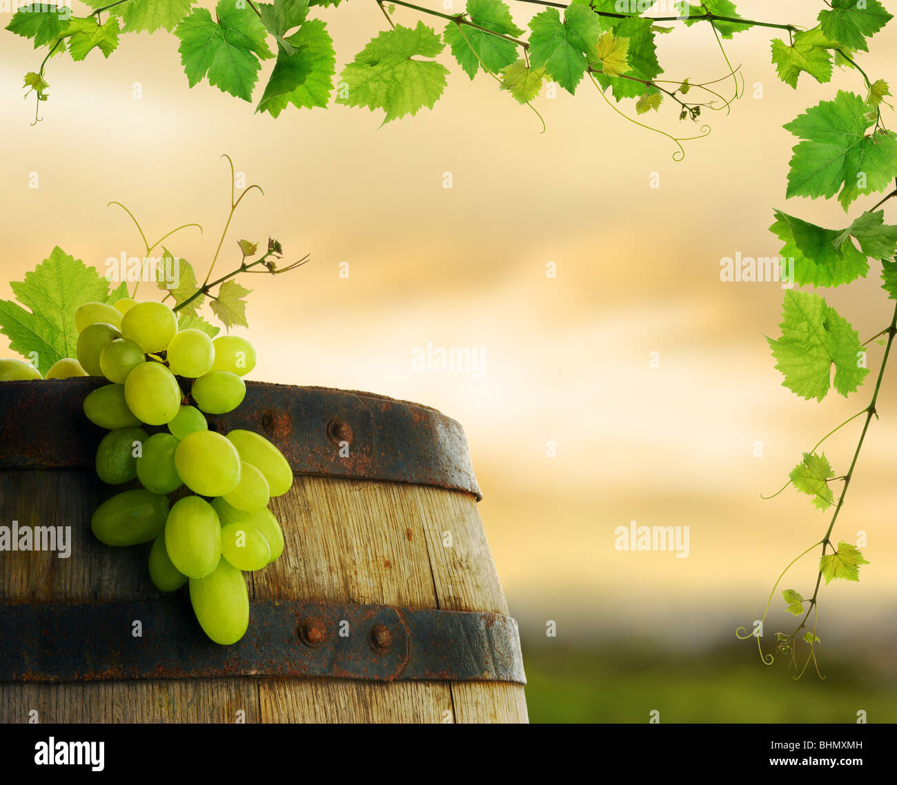 Vintage Grapevine Border