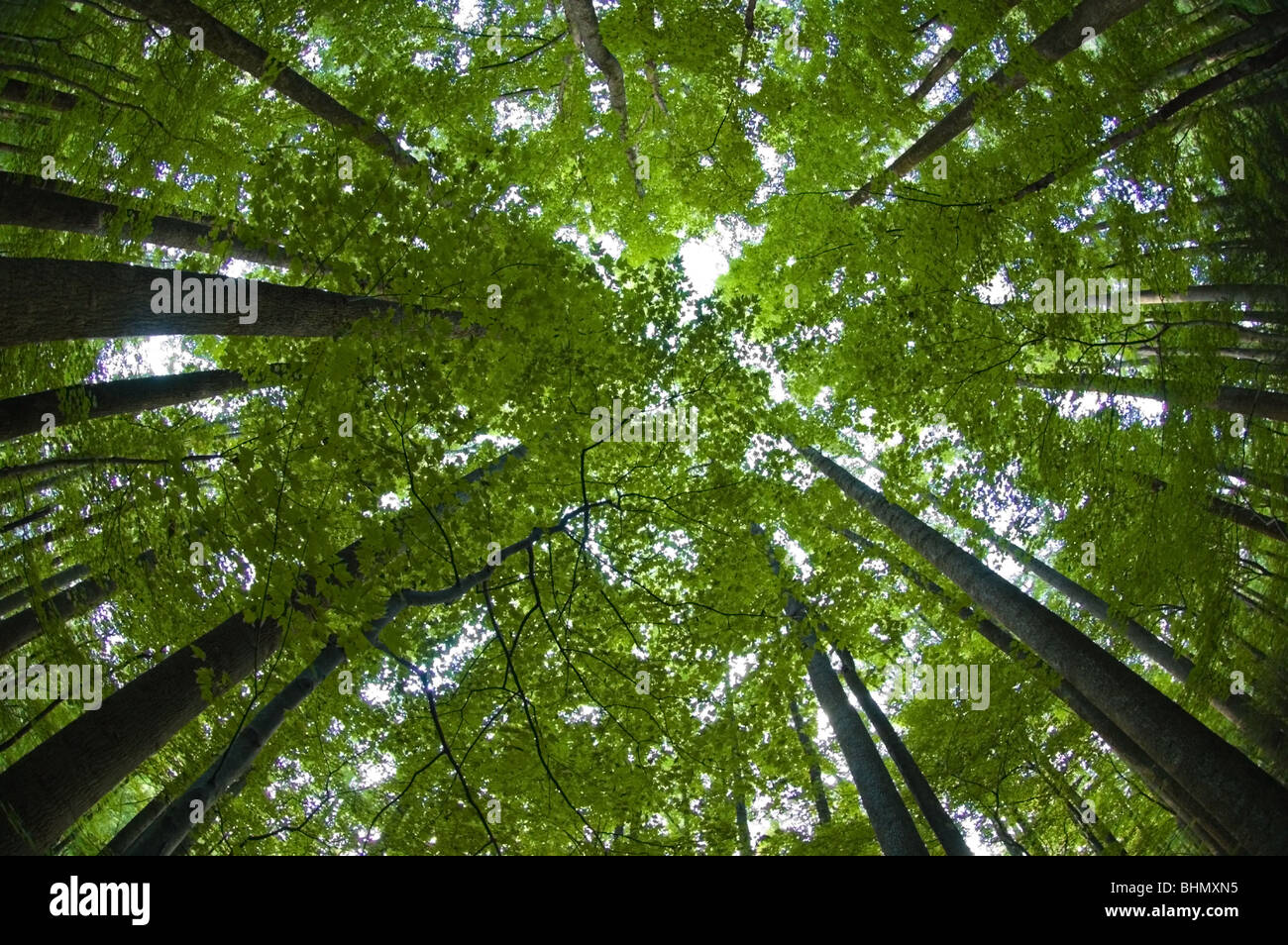 Looking up through trees, Great Smoky Mountains National Park ...