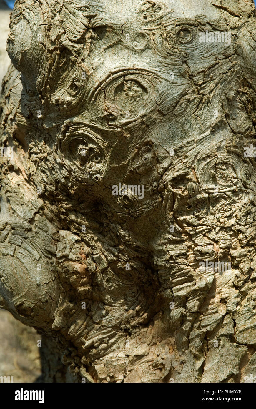 Faces in tree bark hi-res stock photography and images - Alamy
