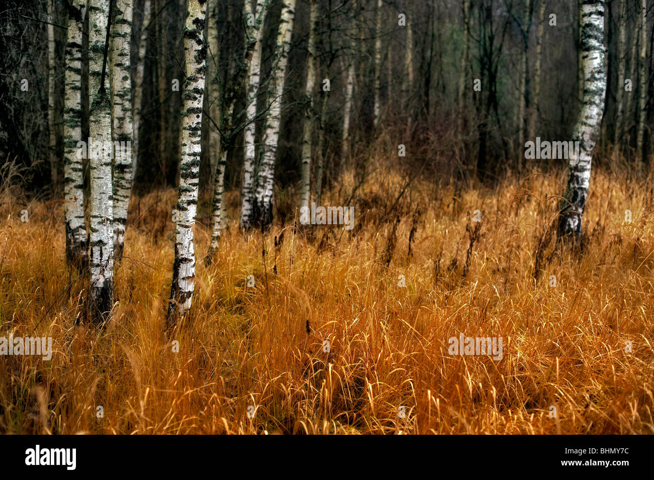 Russian forest, all seasons Stock Photo - Alamy