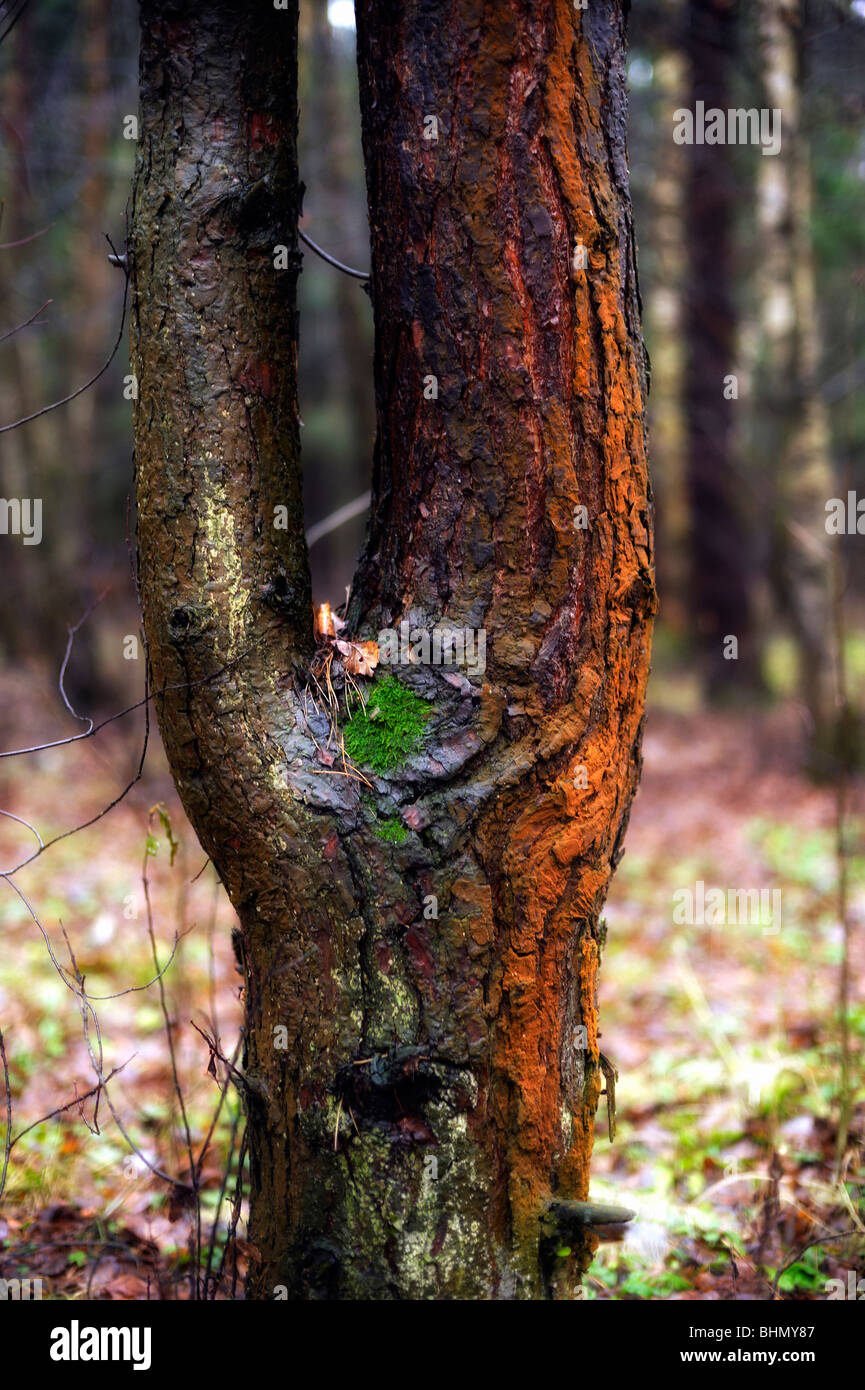 Russian forest, all seasons Stock Photo - Alamy