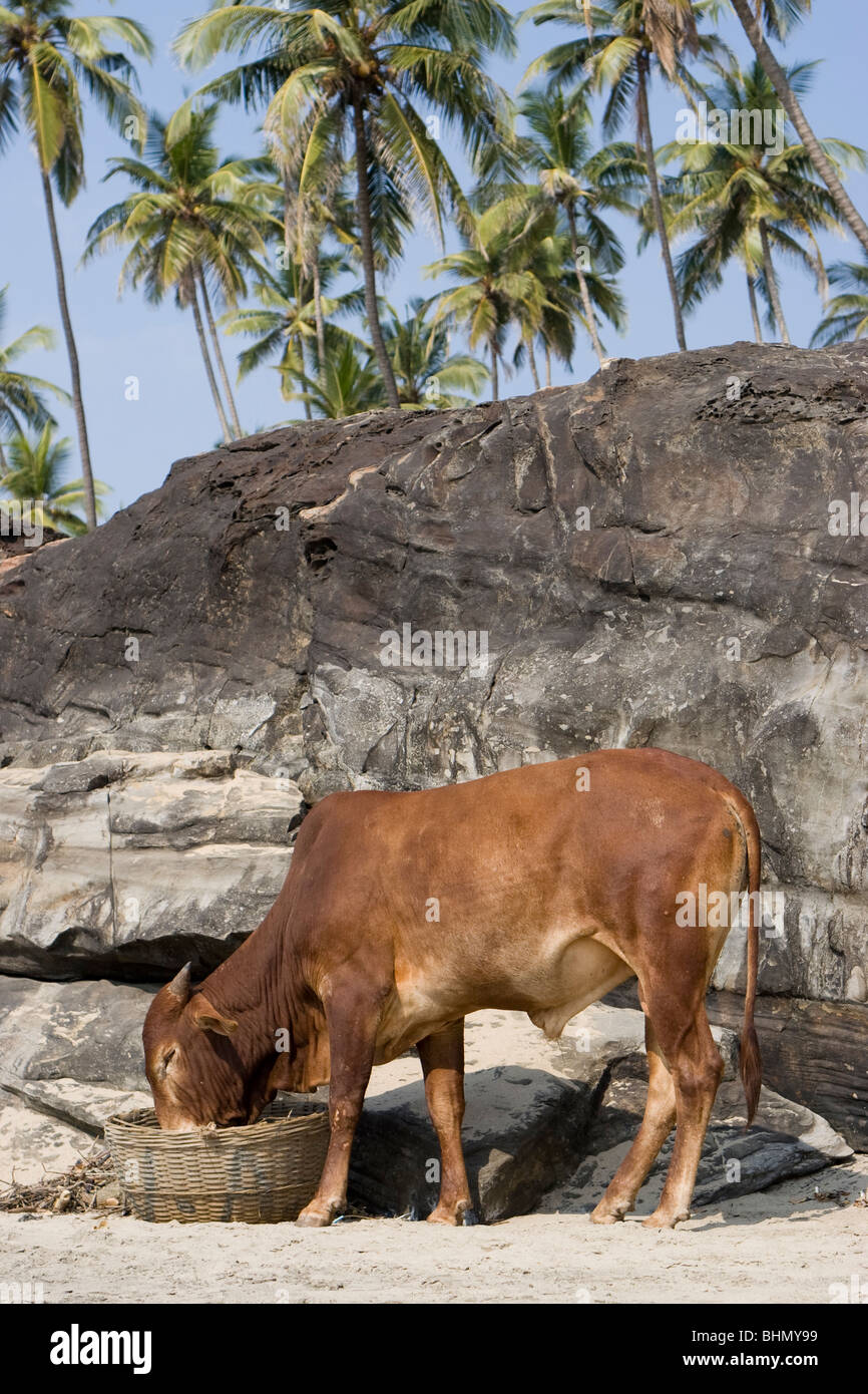 Holy beach cow eating from basket by rock in Goa Stock Photo - Alamy