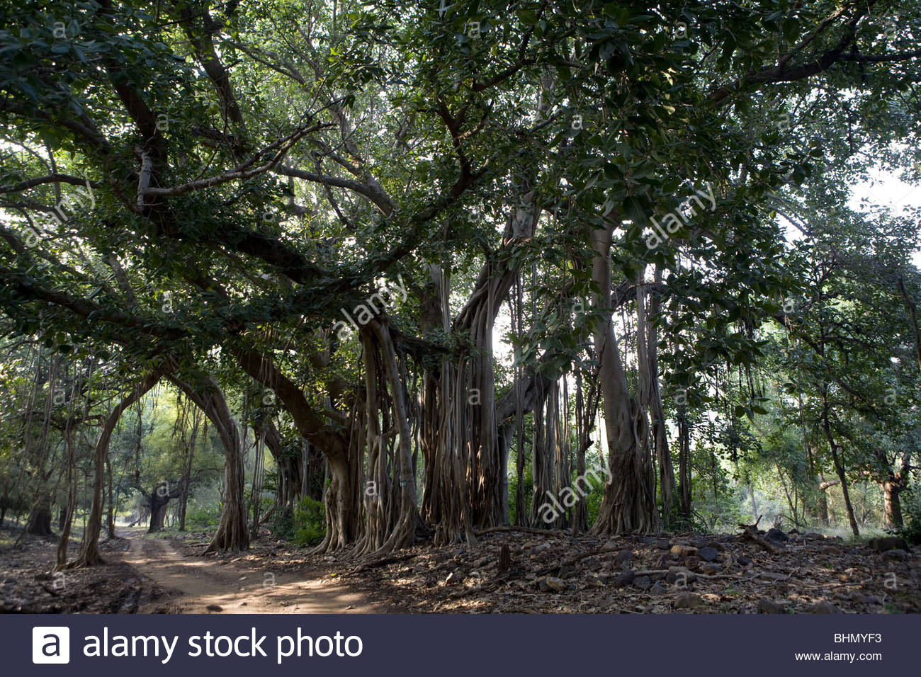 Banyan Tree Ficus Bengalensis High Resolution Stock Photography and ...