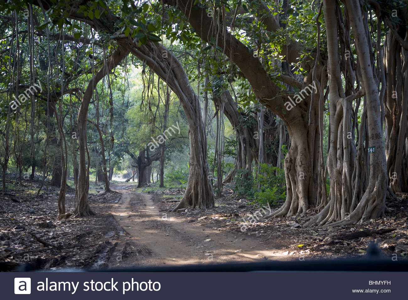 Banyan Tree Ficus Bengalensis High Resolution Stock Photography and ...