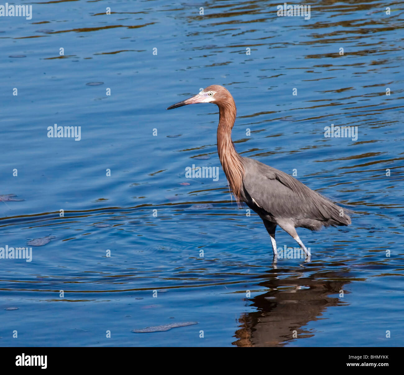 Reddish Egret, Florida Stock Photo - Alamy