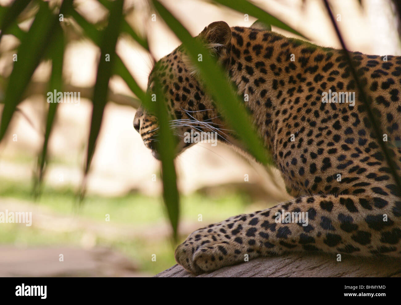 SPOTTED LEOPARD HIDING BEHIND TREES IN A ZOO Stock Photo - Alamy